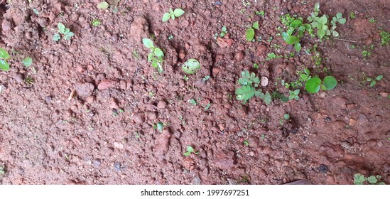 1,830 Indian red soil Images, Stock Photos & Vectors | Shutterstock