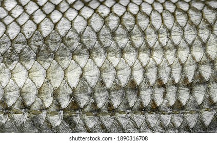 195 Real fish scale pattern Images, Stock Photos & Vectors | Shutterstock