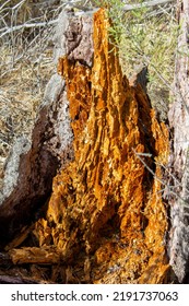 1,571 Burned tree roots Images, Stock Photos & Vectors | Shutterstock