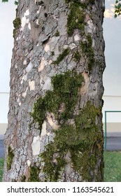 Texture Structure Tree Stock Photo 1163545621 | Shutterstock