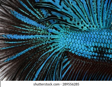 7,512 Betta fish texture Images, Stock Photos & Vectors | Shutterstock