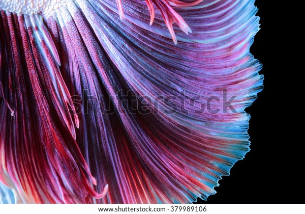 Texture Tail Siamese Fighting Fish Stock Photo 379989106 | Shutterstock