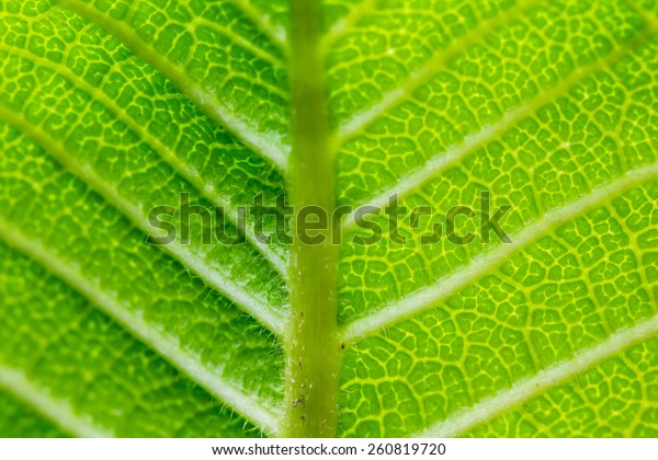 Texture Temple Tree Leaf Stock Photo 260819720 | Shutterstock