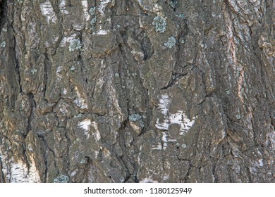 Root Mangroves Tree Mangrove Forest Stock Photo 678902821 | Shutterstock