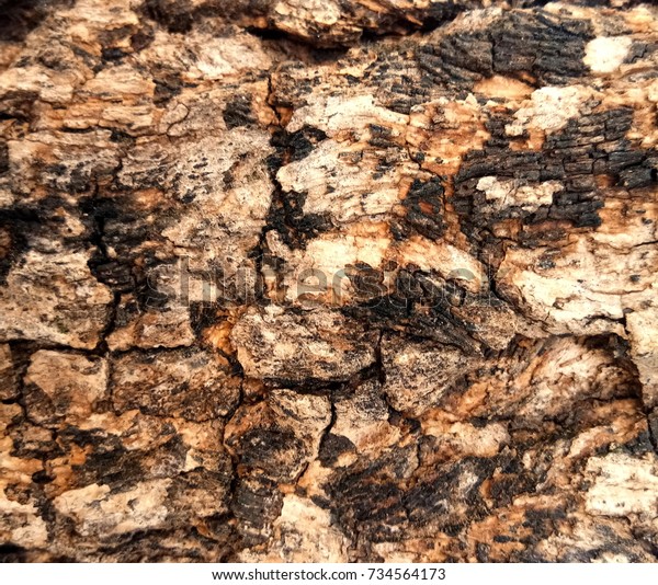 Texture Tree Bark Brown Bumps Cracks Stock Photo 734564173 | Shutterstock