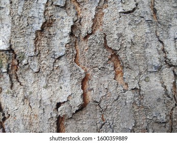 Texture Tree Bark Cracks Stock Photo 1600359889 | Shutterstock