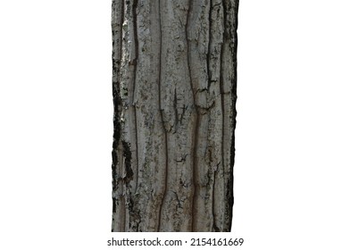 Texture Tree Bark On White Background Stock Photo 2154161669 | Shutterstock