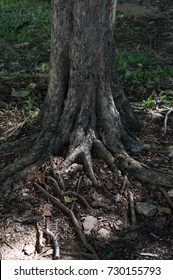 Texture Tree Roots Light Stock Photo 730155793 | Shutterstock