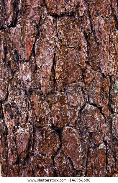Texture Tree Shell Burned On Mountain Stock Photo 146956688 | Shutterstock