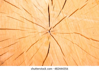 Texture Tree Stump Stock Photo 482444356 | Shutterstock