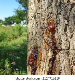 2,801 Old tree sap Images, Stock Photos & Vectors | Shutterstock