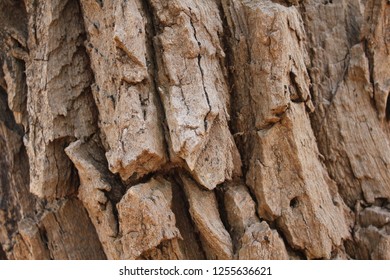 961 Scaly tree bark Images, Stock Photos & Vectors | Shutterstock