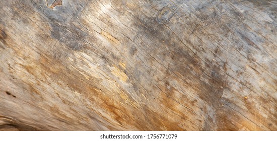 Texture Tree Trunk Without Bark Background Stock Photo 1756771079 ...