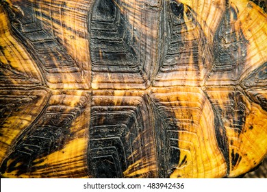3,349 Turtle Skin Texture Images, Stock Photos & Vectors | Shutterstock