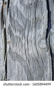 391 Umber tree Images, Stock Photos & Vectors | Shutterstock