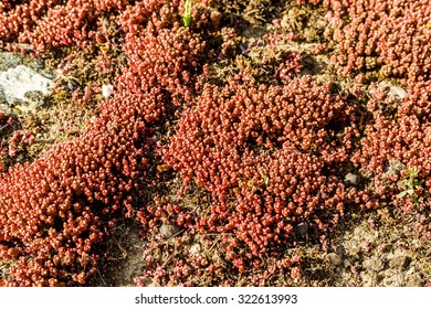 256,519 Vegetation texture Images, Stock Photos & Vectors | Shutterstock