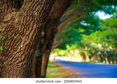 Texture Wood Side Tree Which Beside Stock Photo 2206855963 | Shutterstock