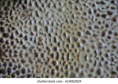 Pebble-dash Images, Stock Photos & Vectors | Shutterstock