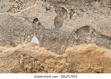 930 Embedded shells Images, Stock Photos & Vectors | Shutterstock