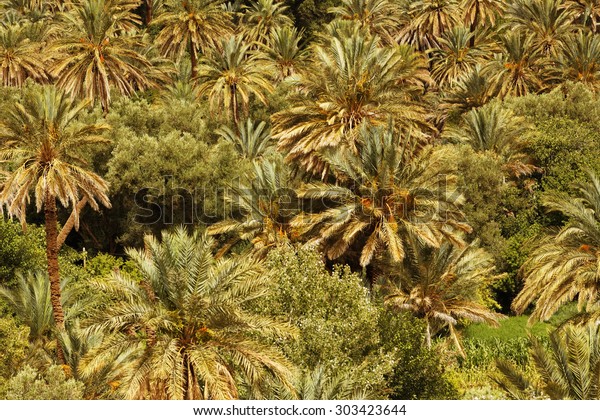 Textures Patterns Palm Date Trees Ouarzazate Stock Photo 303423644 ...