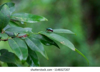 Micraspis Discolor Ladybug Ladybird Arranged Small Stock Photo ...