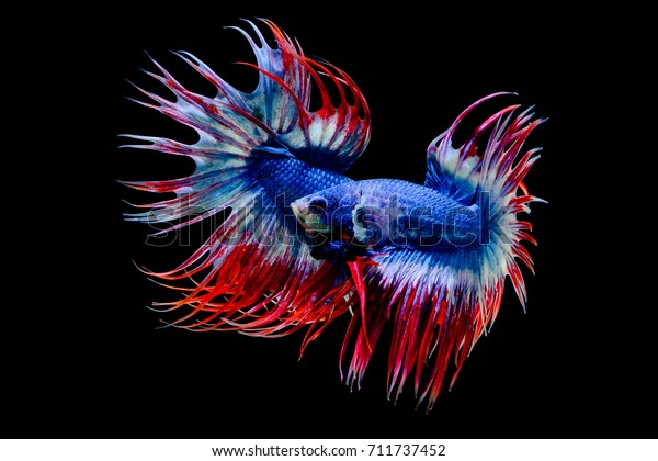 Thai Flag Betta Stock Photo 711737452 | Shutterstock