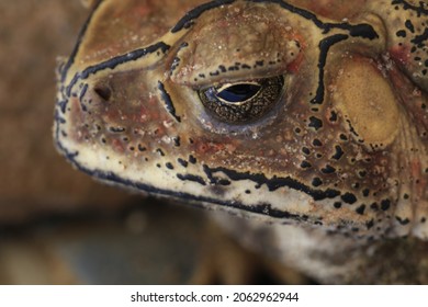 1,079 Thai toad Images, Stock Photos & Vectors | Shutterstock