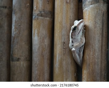 3,350 Thai Frog Images, Stock Photos & Vectors | Shutterstock