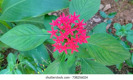 148 Thechi Images, Stock Photos & Vectors | Shutterstock