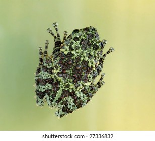 Theloderma Corticale Stock Photo 27336832 | Shutterstock