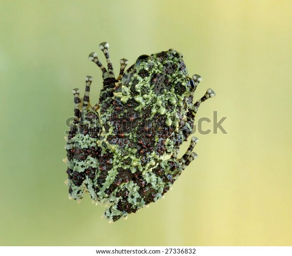 Theloderma Corticale Stock Photo 27336832 | Shutterstock