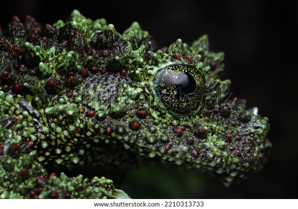 Theloderma Corticale Closeup Head Moss Tree Stock Photo 2210313733 ...
