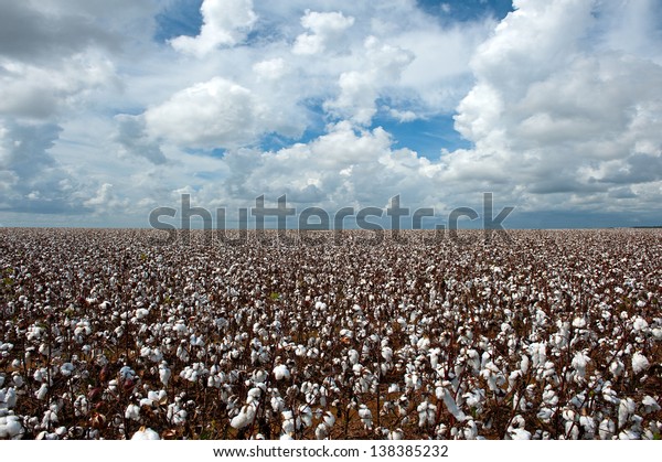 Them Old Cotton Fields Back Home Stock Photo 138385232 | Shutterstock