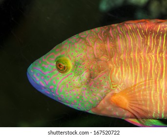 Theme Fish Ocean Stock Photo 167520722 | Shutterstock
