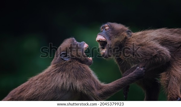 Theropithecus Gelada Values His Teeth During Stock Photo 2045379923 ...
