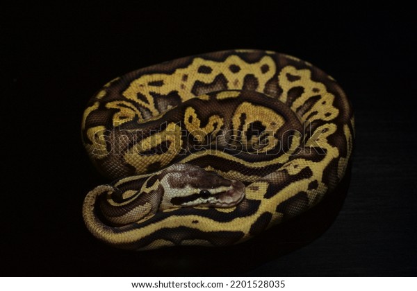 These Nice Ball Python Morphs Stock Photo 2201528035 | Shutterstock