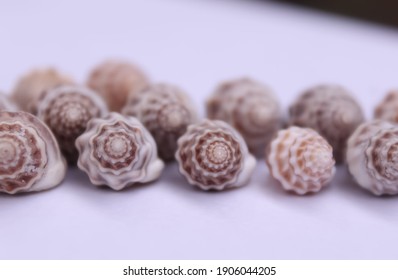 343 Different types of snails Images, Stock Photos & Vectors | Shutterstock