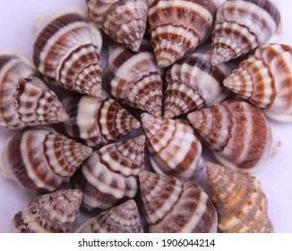 343 Different types of snails Images, Stock Photos & Vectors | Shutterstock