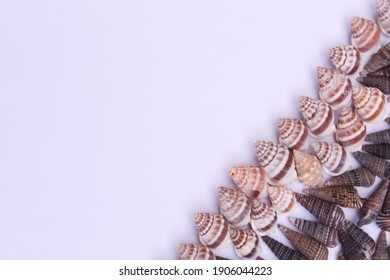 343 Different types of snails Images, Stock Photos & Vectors | Shutterstock
