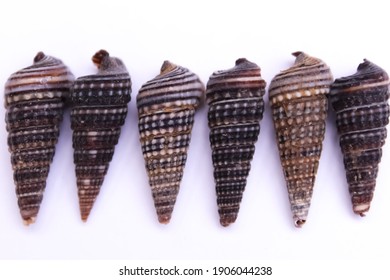 343 Different types of snails Images, Stock Photos & Vectors | Shutterstock