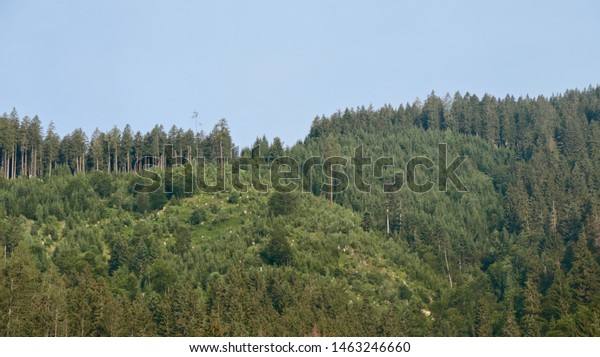 Thick Forest Pine Trees Austrian Alps Stock Photo 1463246660 | Shutterstock