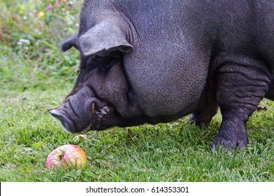 Pig with apple in mouth Images, Stock Photos & Vectors | Shutterstock