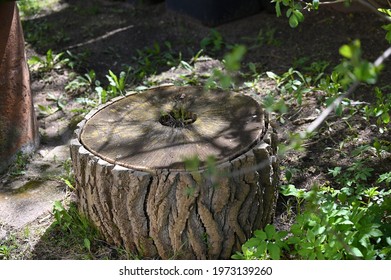 302 Cull wood Images, Stock Photos & Vectors | Shutterstock