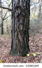 86,919 Thick tree Images, Stock Photos & Vectors | Shutterstock
