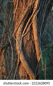 5,255 Creepers Roots Images, Stock Photos & Vectors | Shutterstock
