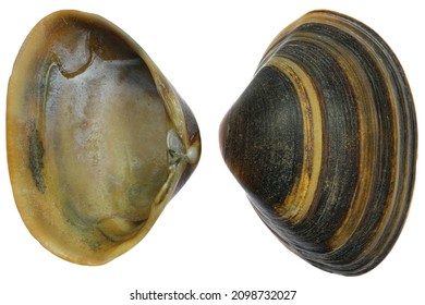 Thick Trough Shell Spisula Solida Dutch Stock Photo (Edit Now) 2098732027