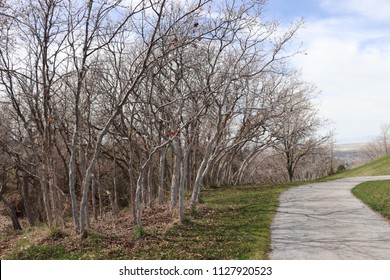 971 imágenes de Scrub oak trees - Imágenes, fotos y vectores de stock ...