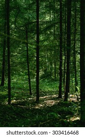Thicket Windbreak Forest Stock Photo 303416468 | Shutterstock
