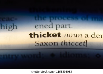 Thicket Images, Stock Photos & Vectors | Shutterstock