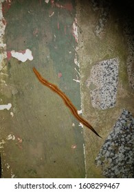 Thin Red Leech Leeches Segmented Parasitic Stock Photo 1608299467 ...